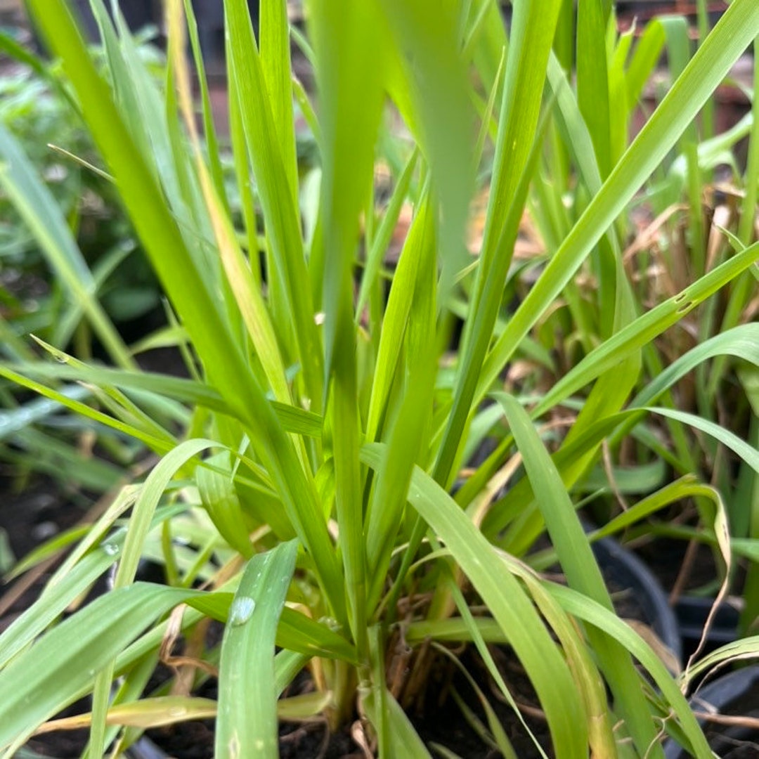 LIVE Phalaris Aquatica Cv. "holdfast" X "advanced At" Clone - Harding ...