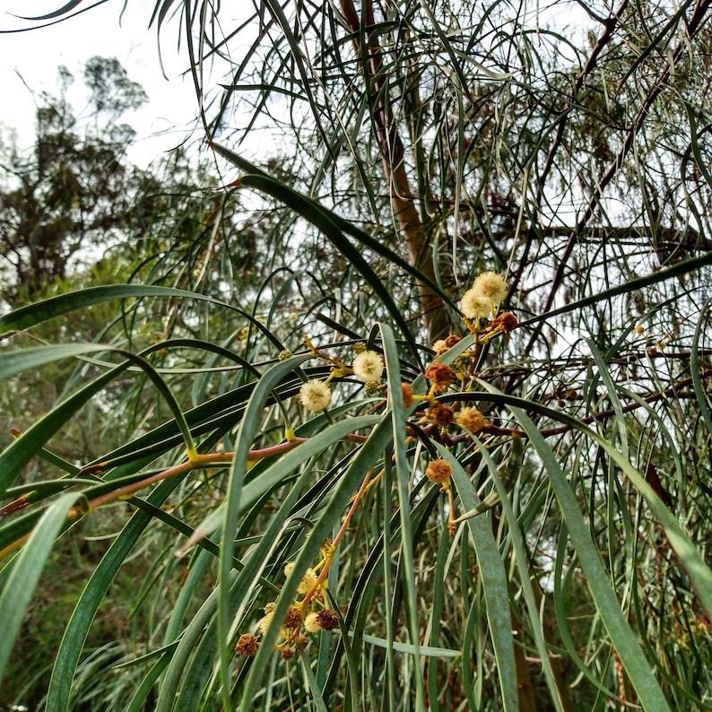 Acacia Stenophylla Seeds river Cooba, shoestring Wattle Hardy ...