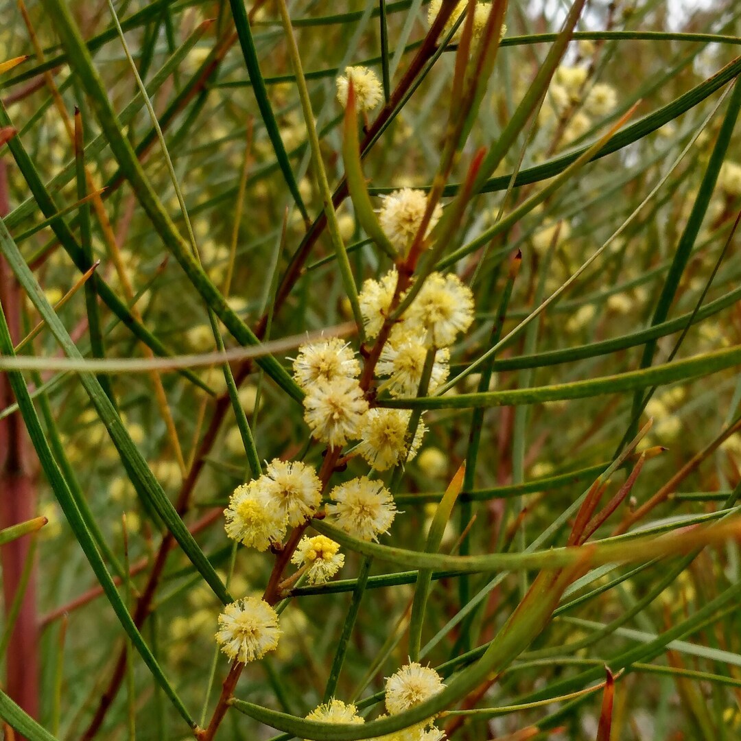 Acacia Viscidula Seeds - "sticky Wattle" - Australian Evergreen Shrub ...