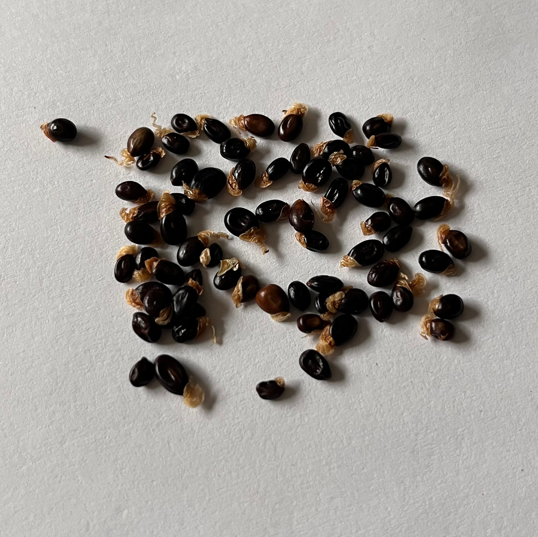 Acacia Acuminata Typical Broad Leaf Variant Seeds raspberry Jam - Etsy