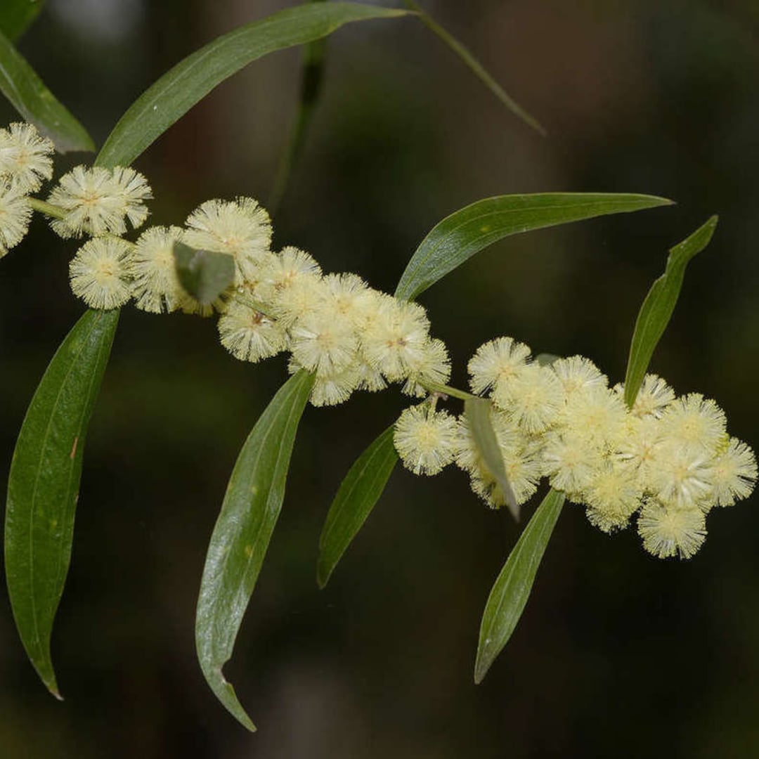 Acacia Leprosa Var. Graveolens Seeds acacia Verniciflua varnish Wattle ...