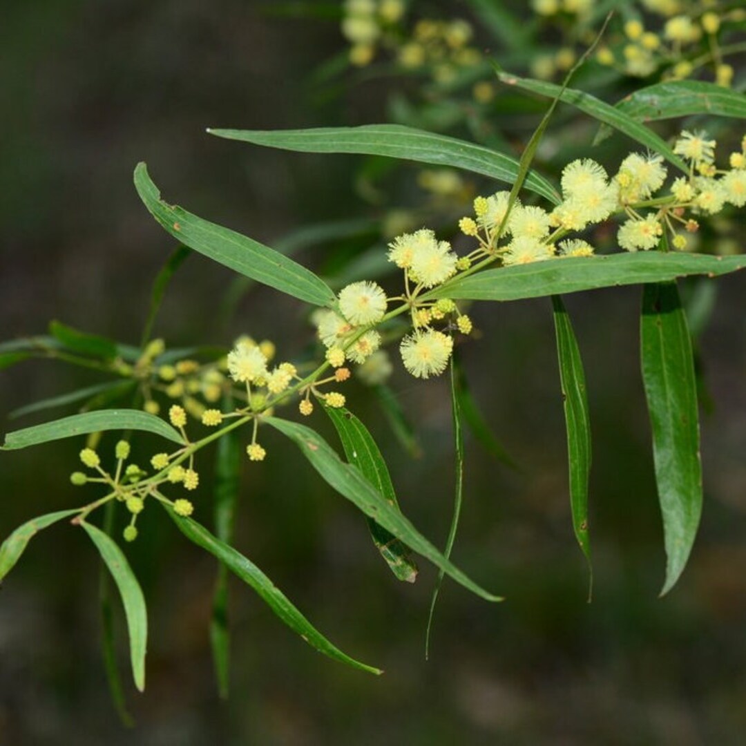 Acacia Leprosa Var. Graveolens Seeds - (acacia Verniciflua) - "varnish ...