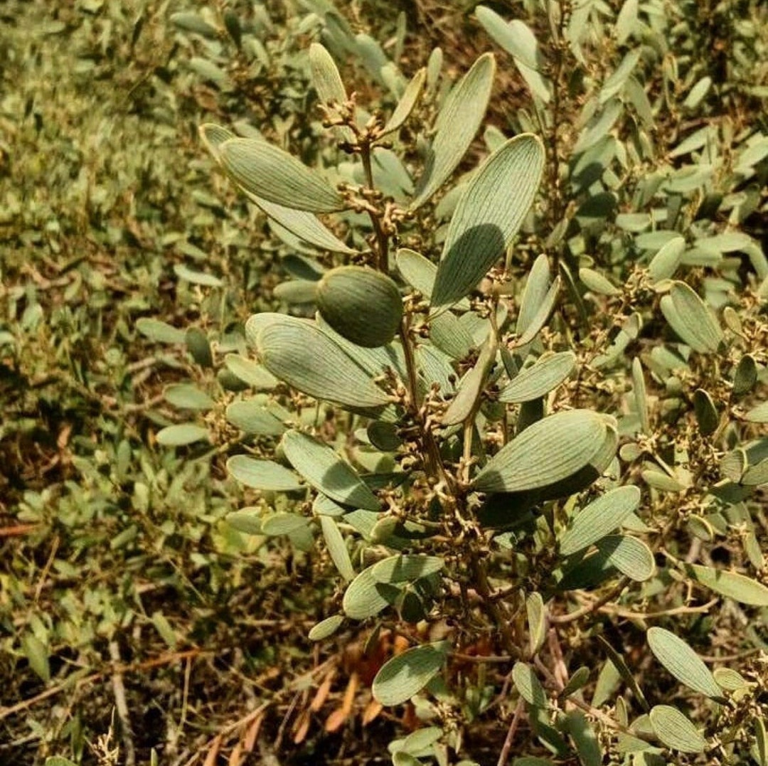 Acacia Redolens Prostrate Variety Seeds - "vanilla Wattle" - Etsy