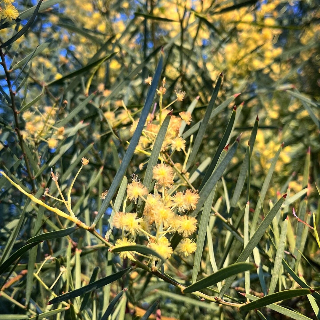 Acacia Iteaphylla Seeds - "willow-leaved Wattle", "winter Wattle ...