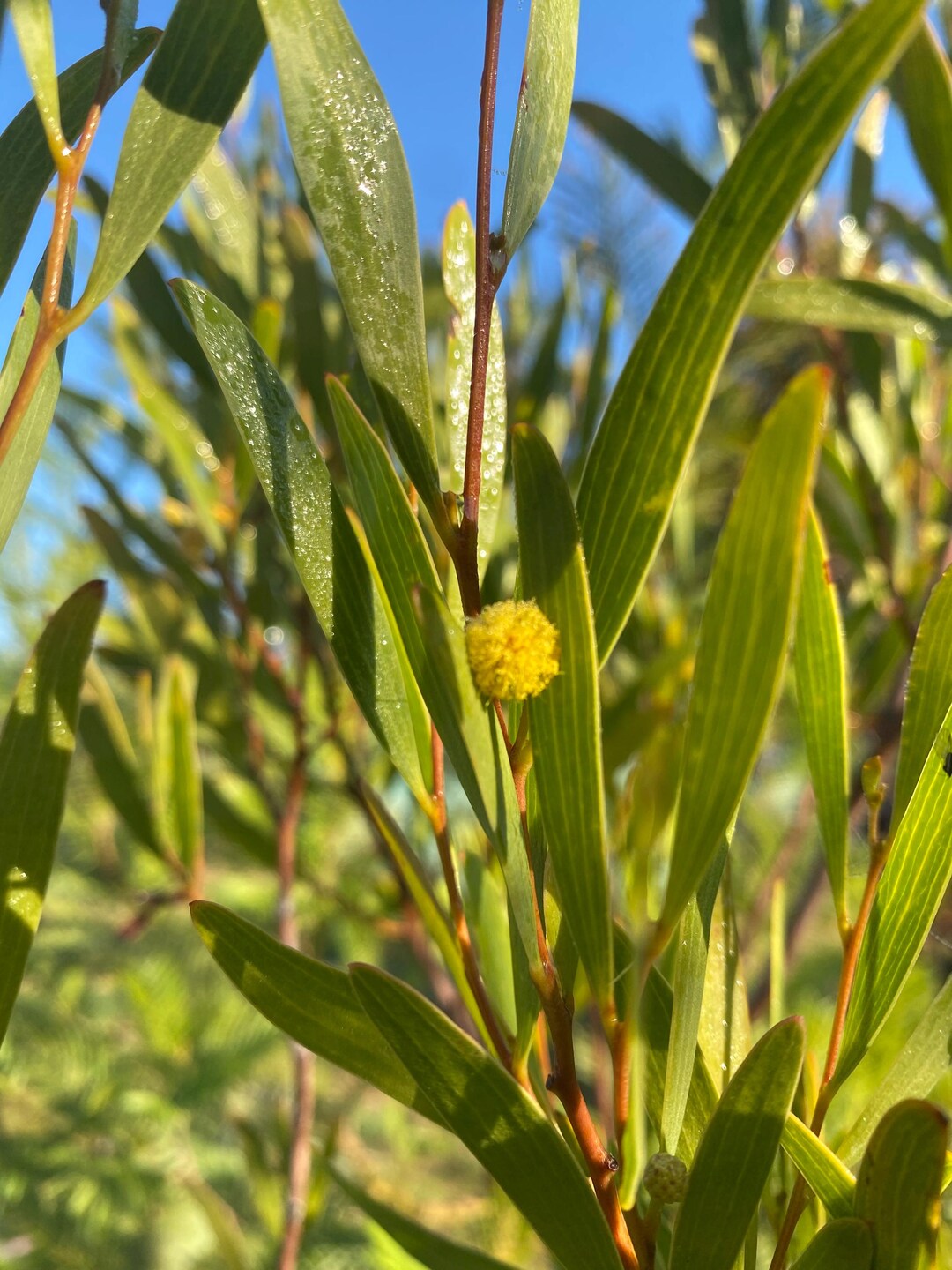 Acacia Cyclops Seeds - "western Coastal Wattle" - Fast Growing Yellow ...