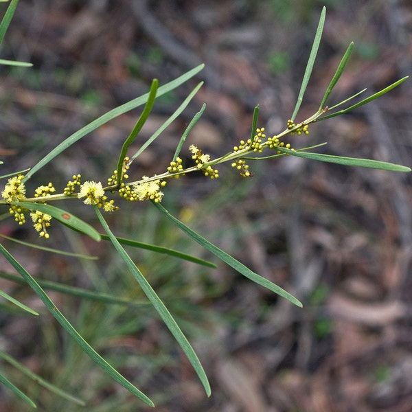 Acacia Dealbata - Etsy