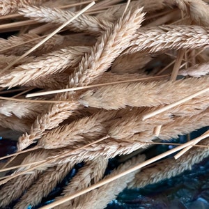 Phalaris Aquatica Var. Stenoptera Cv. "cascadian" Seeds - Organic ...