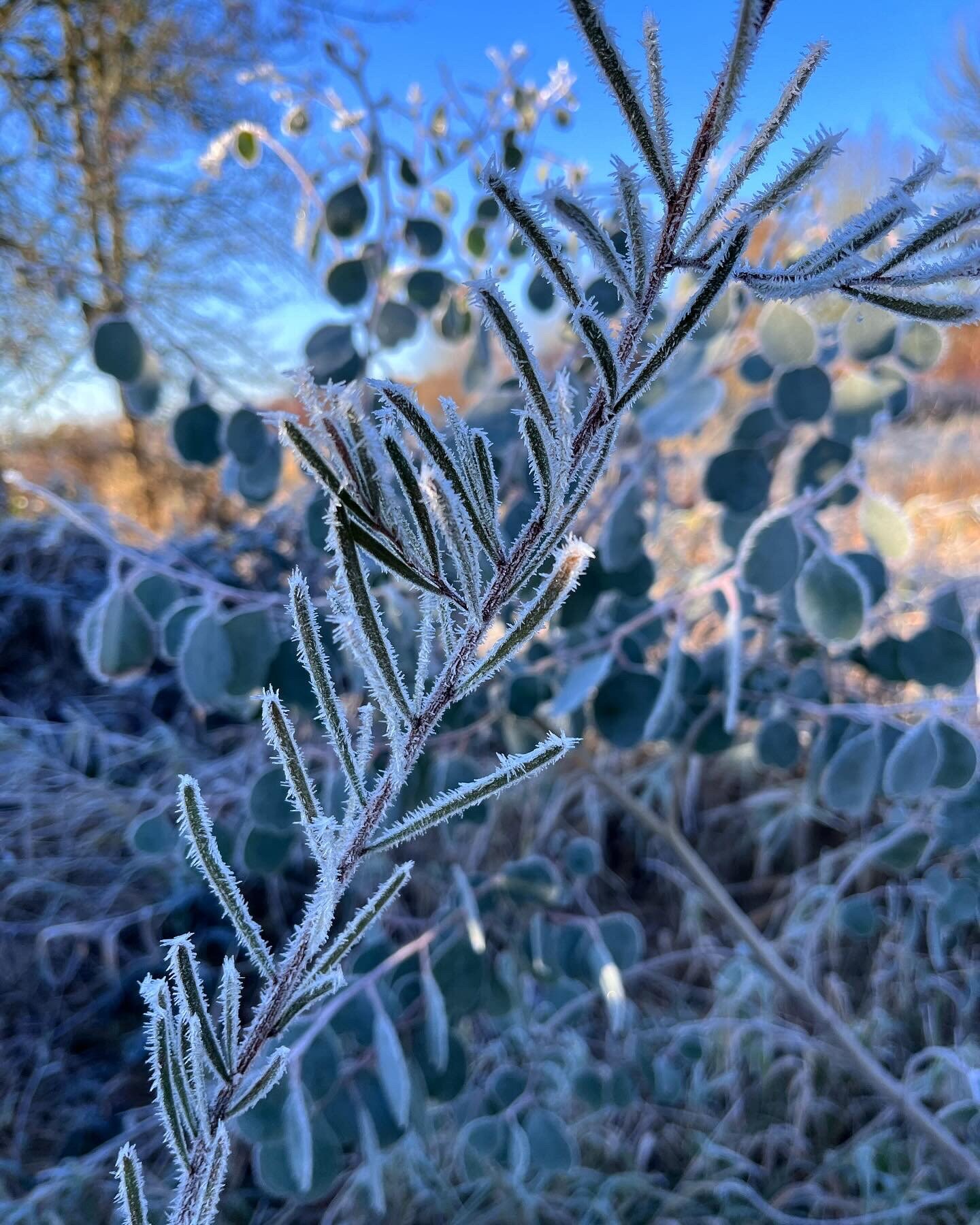 Acacia Mucronata Subsp. Longifolia Seeds variable Sallow Wattle ...