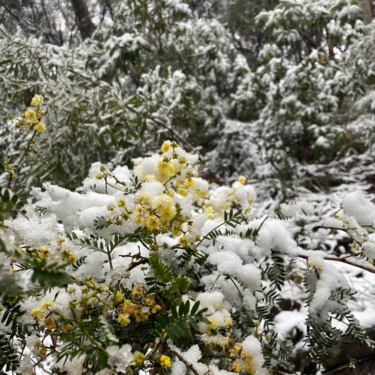 Acacia Terminalis Seeds sunshine Wattle - Etsy