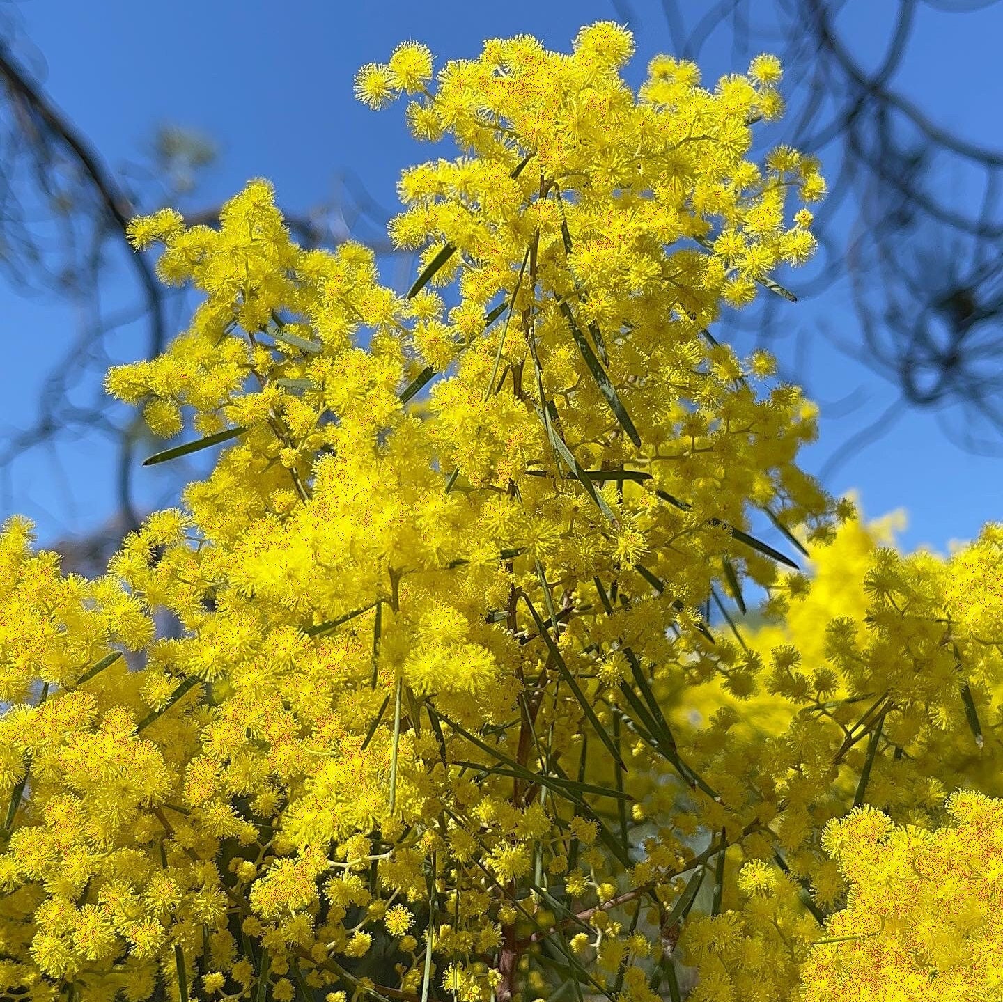 Snowy River Wattle Seeds – Acacia Boormanii , Cold Hardy Shrub - Etsy