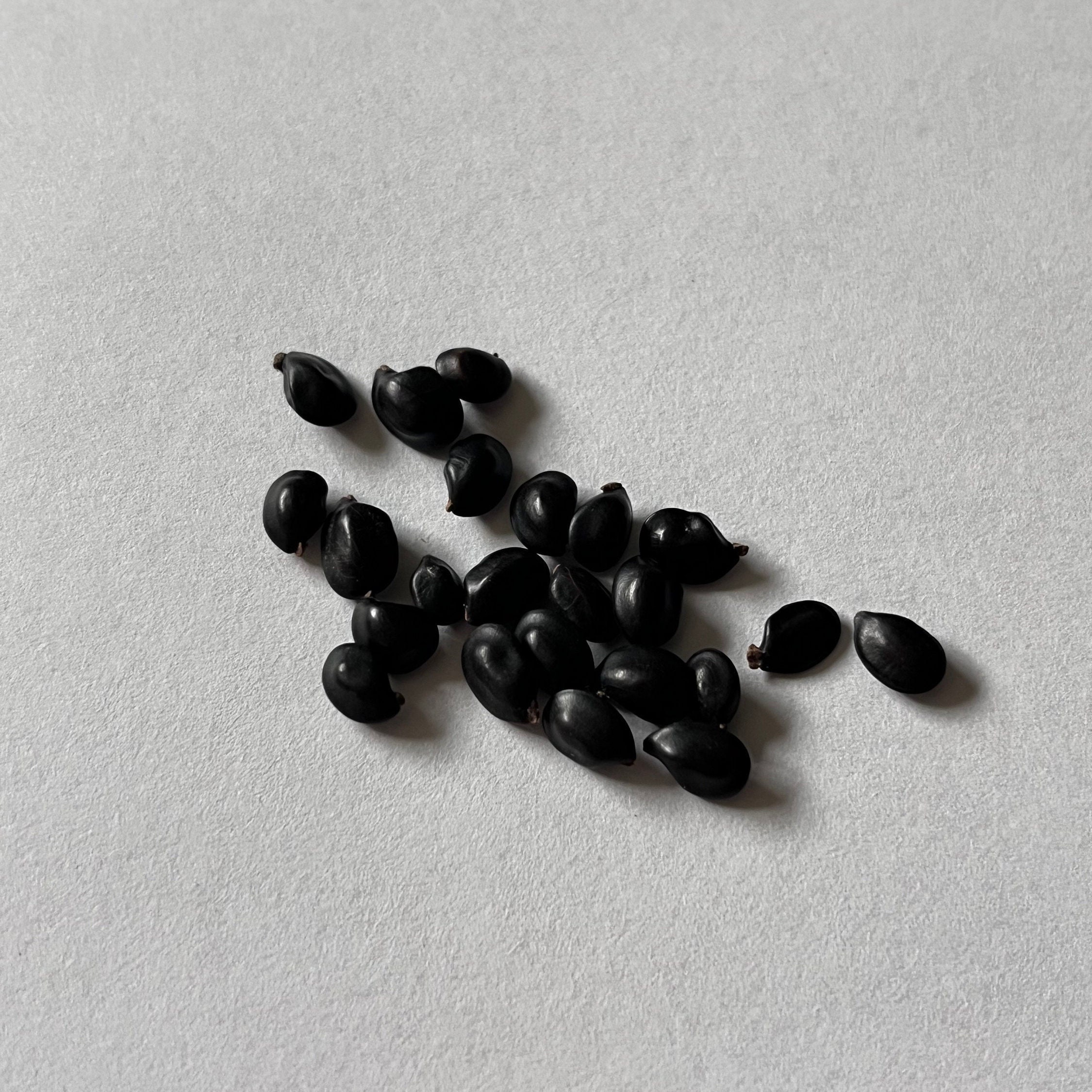 Acacia Adunca Seeds wallangarra Evergreen Australian Wattle Tree - Etsy