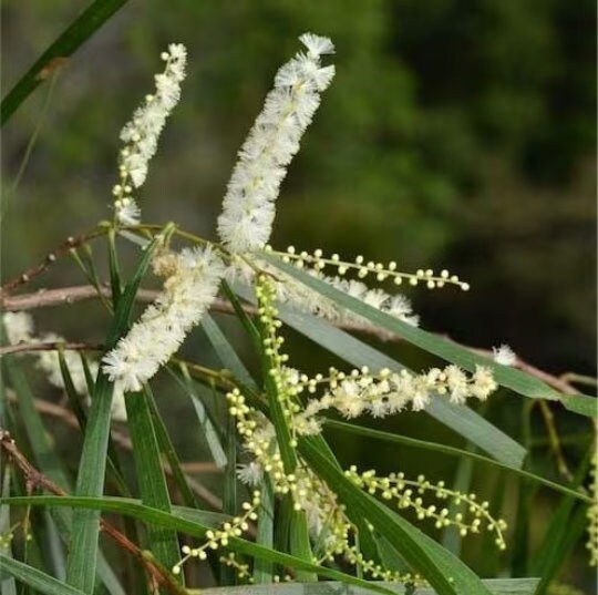Acacia Floribunda Seeds - "sallow Wattle" - Australian Evergreen Tree ...