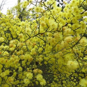 Acacia Genistifolia Seeds - "spreading Wattle" - Southeast Australian ...