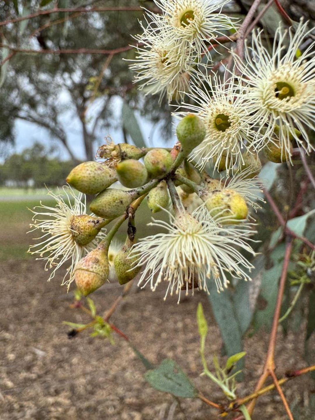 Eucalyptus Melliodora Seeds - 'yellow Box' - Australian Evergreen Tree ...