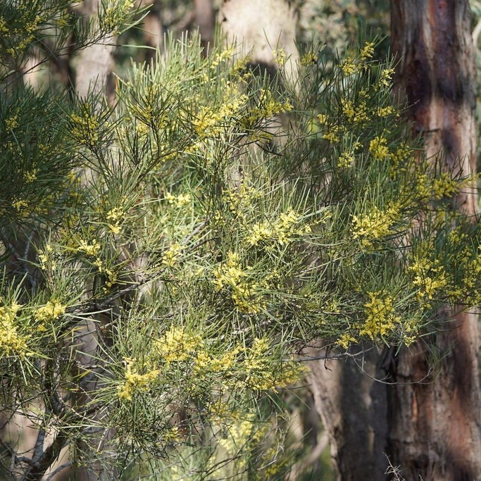 Acacia Mucronata Subsp. Longifolia Seeds variable Sallow Wattle ...