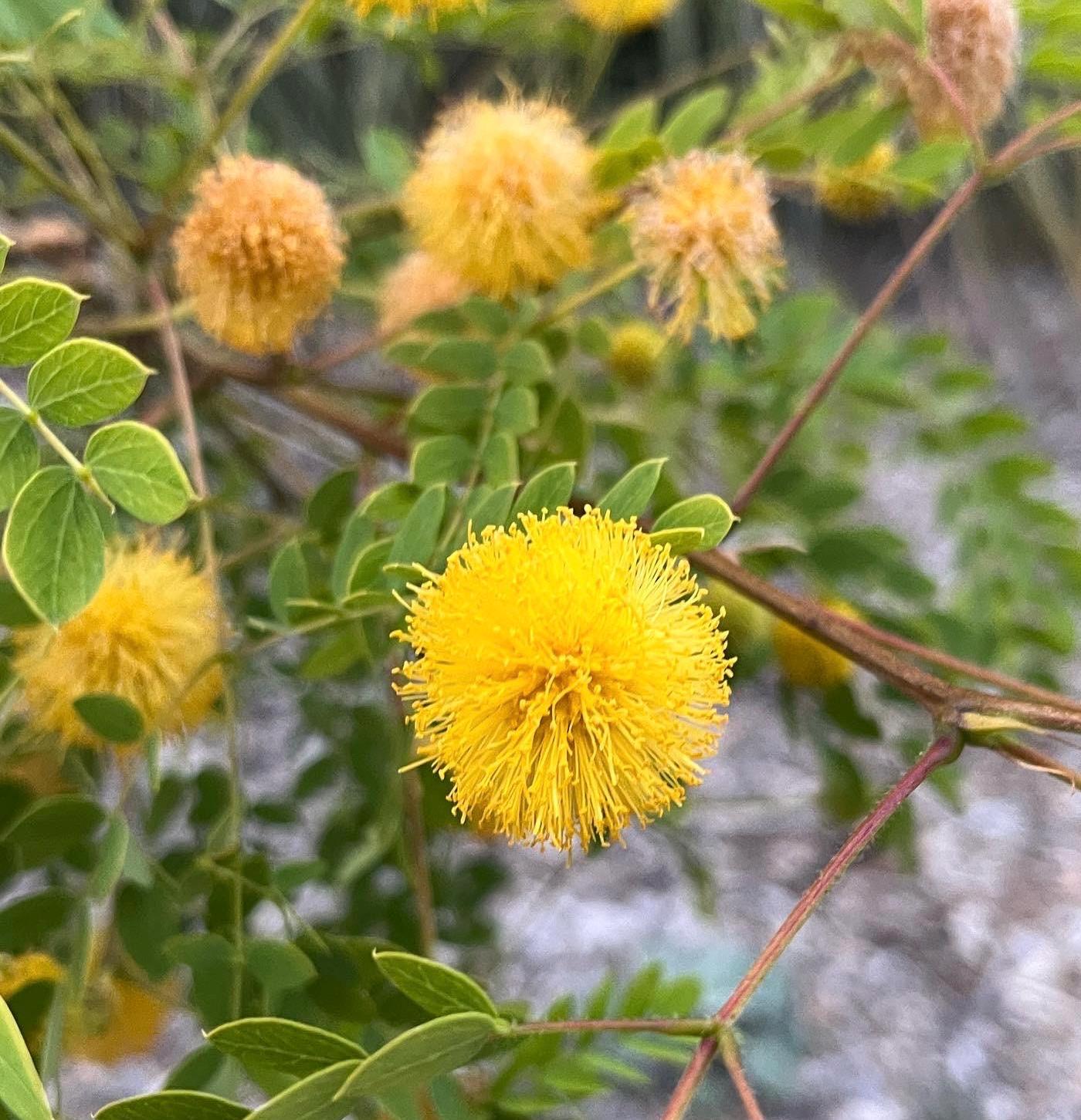 Leucaena Retusa Seeds - ‘golden Ball Lead Tree’ - Turtle Island Native ...