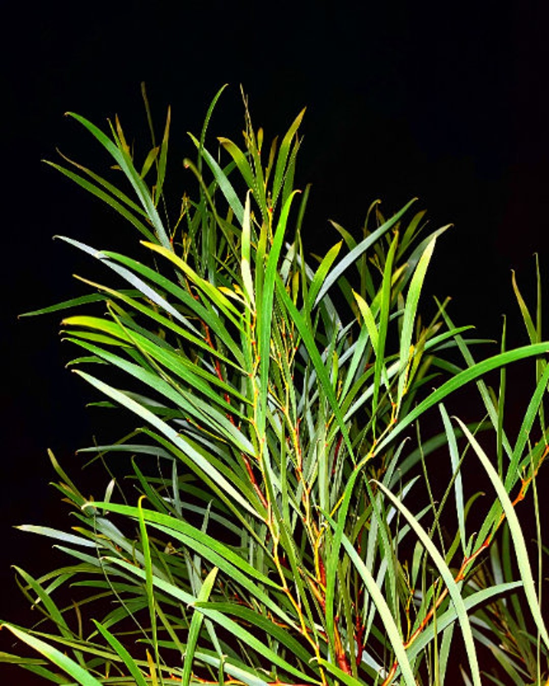 Raspberry Jam Tree Seeds Variety Pack - 4 Acacia Acuminata Variations ...