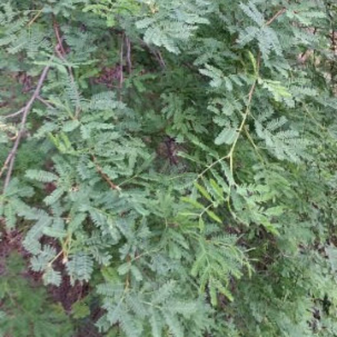 Acacia Smallii Seeds - "sweet Acacia" - Turtle Island Native Plant ...