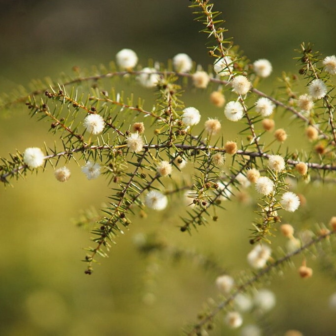 Acacia Ulicifolia Seeds juniper Wattle Hardy Australian Evergreen Shrub ...