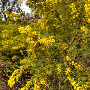Acacia Calamifolia Seeds - "wallowa Wattle", "reed Leaf Wattle ...