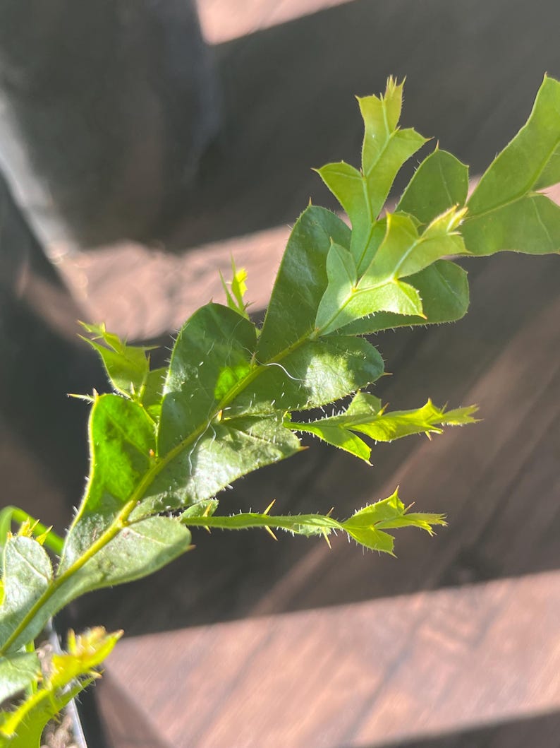 Acacia Alata Var. Alata Seeds - "winged Wattle" - Australian Evergreen ...