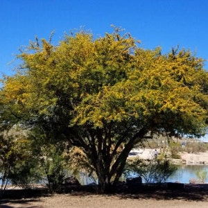 Acacia Smallii Seeds - "sweet Acacia" - Turtle Island Native Plant ...