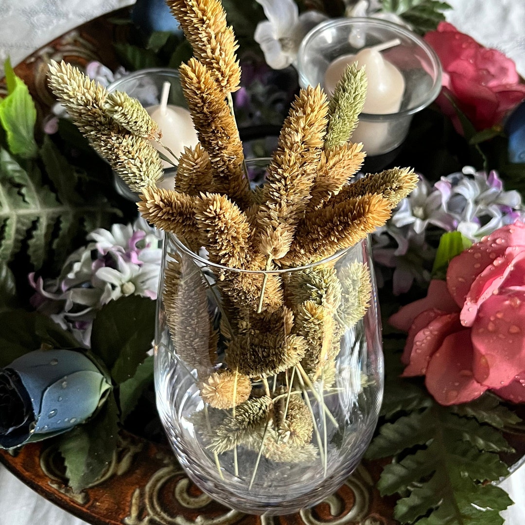 Phalaris Aquatica Seeds - Harding Grass - Perennial Mediterranean Icon ...