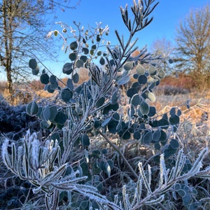 Acacia Mucronata Subsp. Longifolia Seeds - "variable Sallow Wattle ...