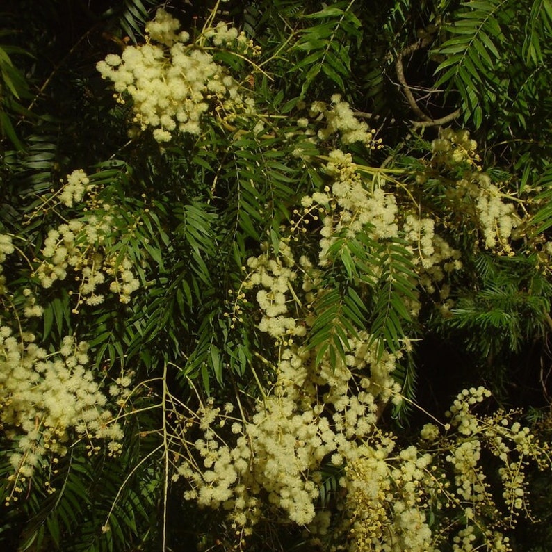 Acacia Elata Seeds - "cedar Wattle" - Australian Evergreen Tree - Etsy