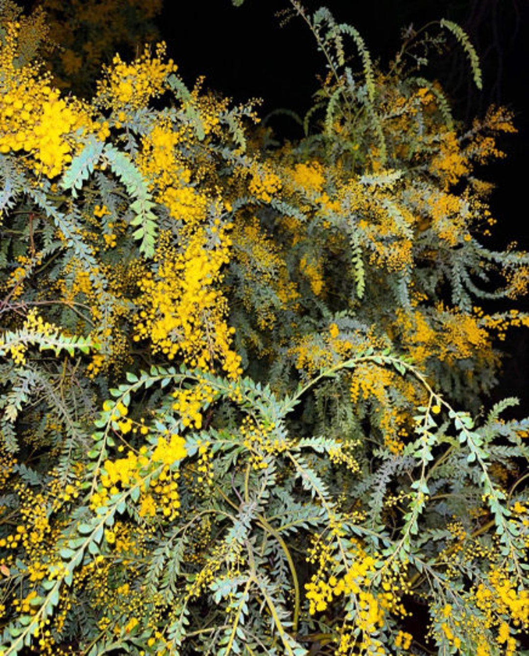 35 Species Australian Acacia Species Assorted Seed Packs Flowering ...