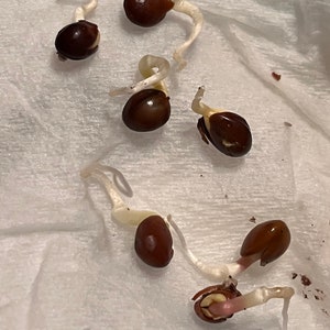 10 Acacia Inaequilatera Seeds kanyji Bush - Etsy