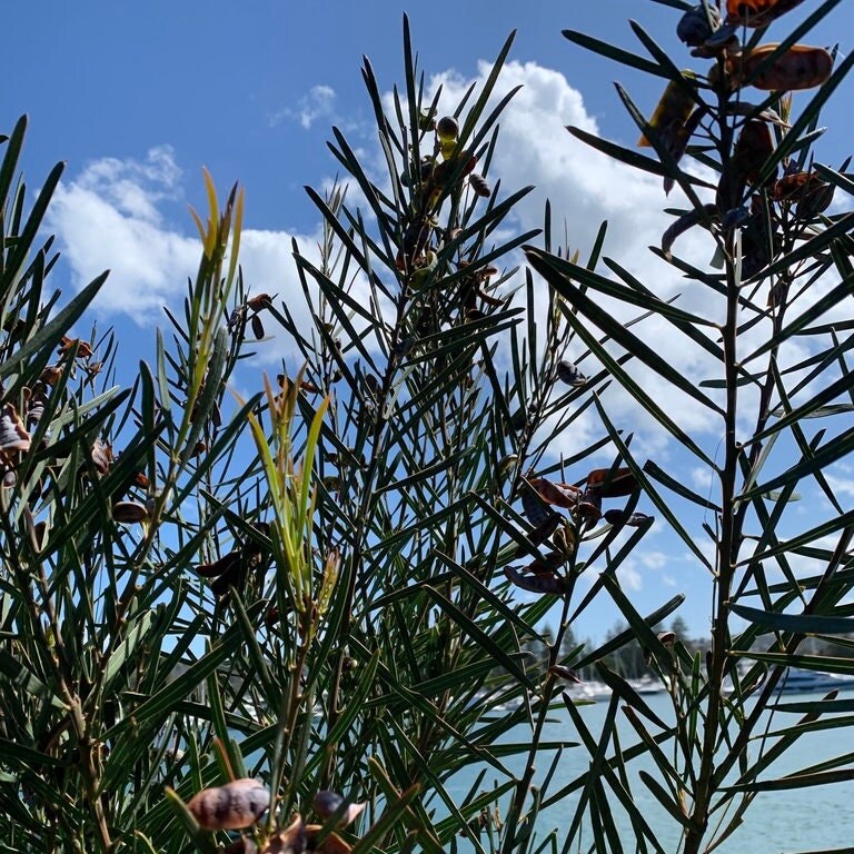 Acacia Suaveolens Seeds sweet Wattle Cold Hardy - Etsy