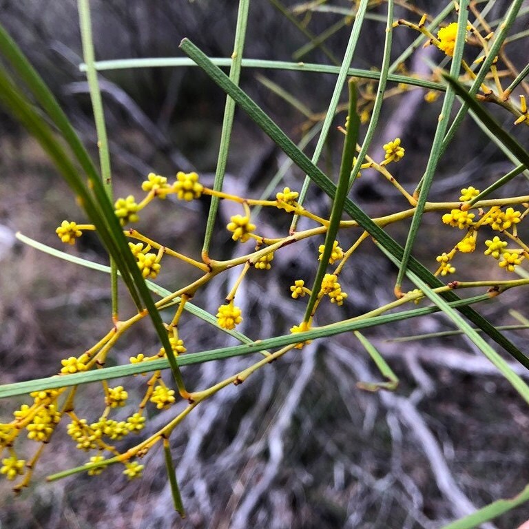 Acacia Adunca Seeds wallangarra Evergreen Australian Wattle Tree - Etsy