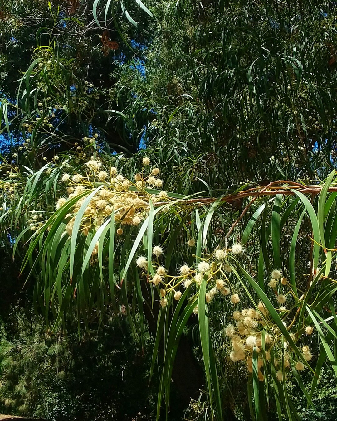 10 Acacia Implexa Seeds - "lightwood" - Evergreen Australian Tree - Etsy