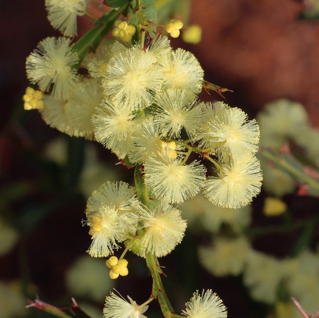 Acacia Alata Var. Alata Seeds - "winged Wattle" - Australian Evergreen ...