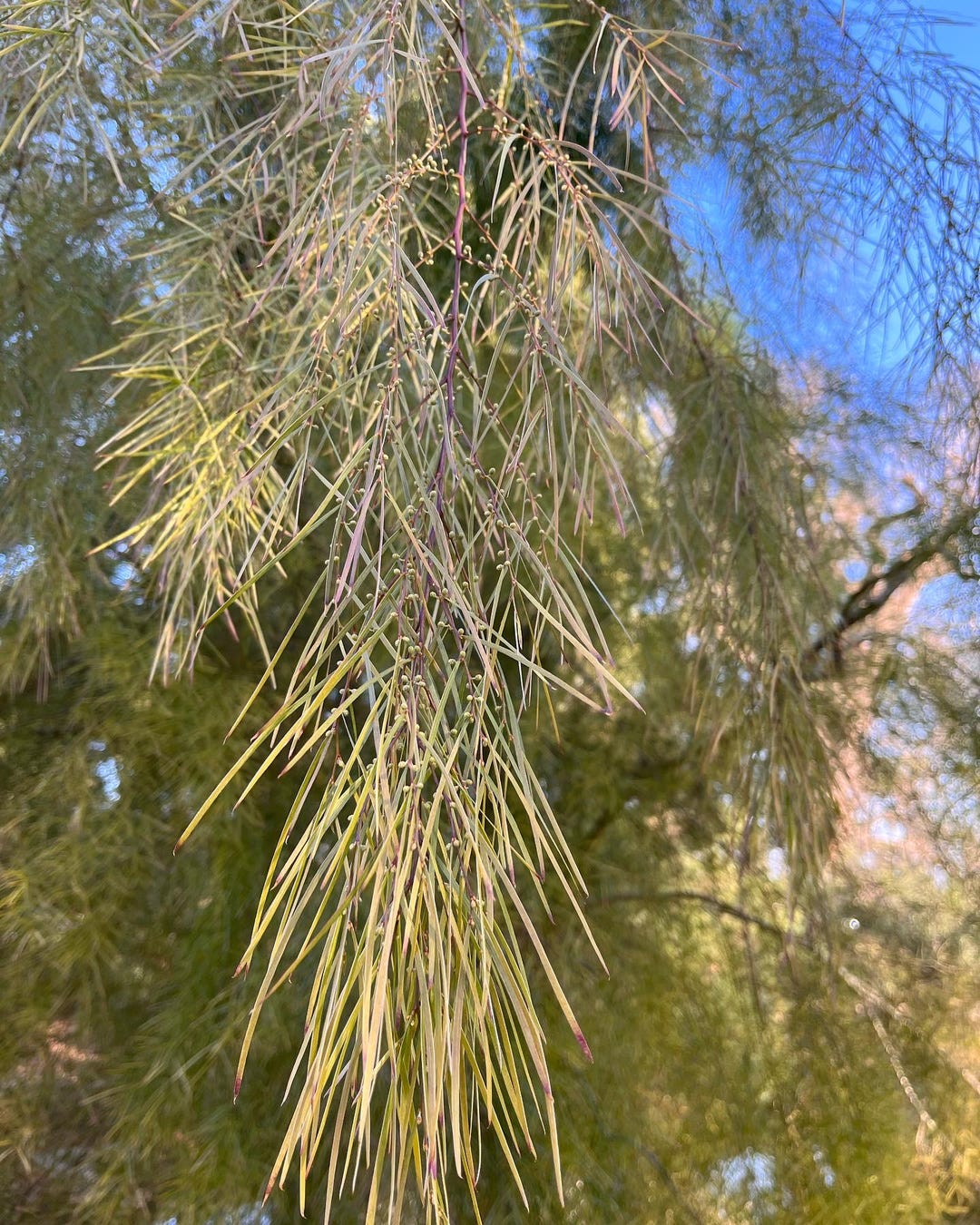Acacia Cognata 'lime Magik' (upright Tree Variant) Seeds - Etsy