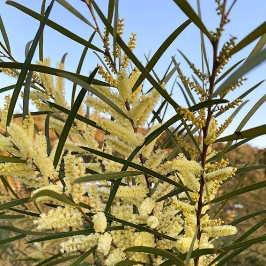 Acacia Floribunda Seeds sallow Wattle Australian Evergreen Tree - Etsy