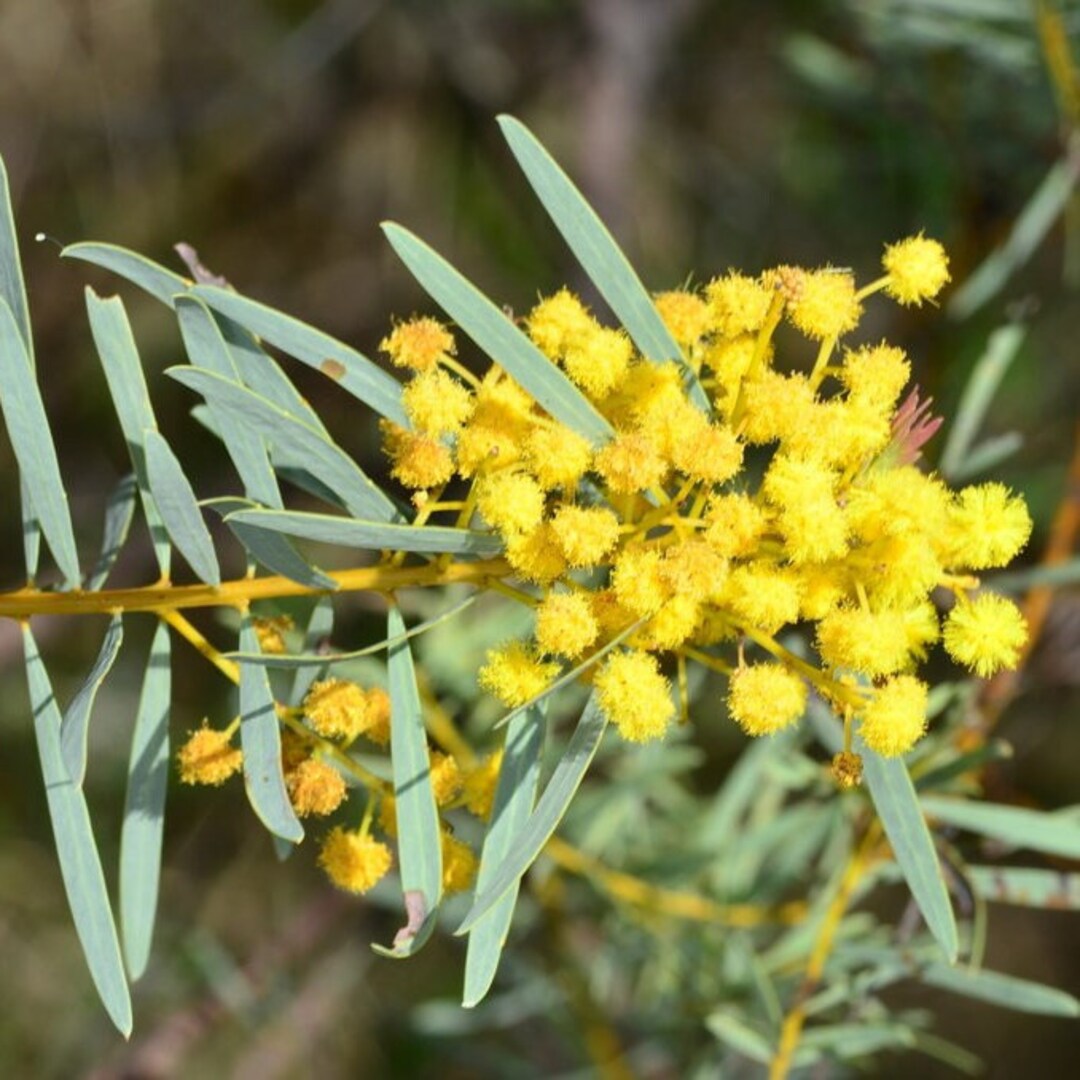 Acacia Decora Seeds - "showy Wattle" - Australian Evergreen Shrub - Etsy