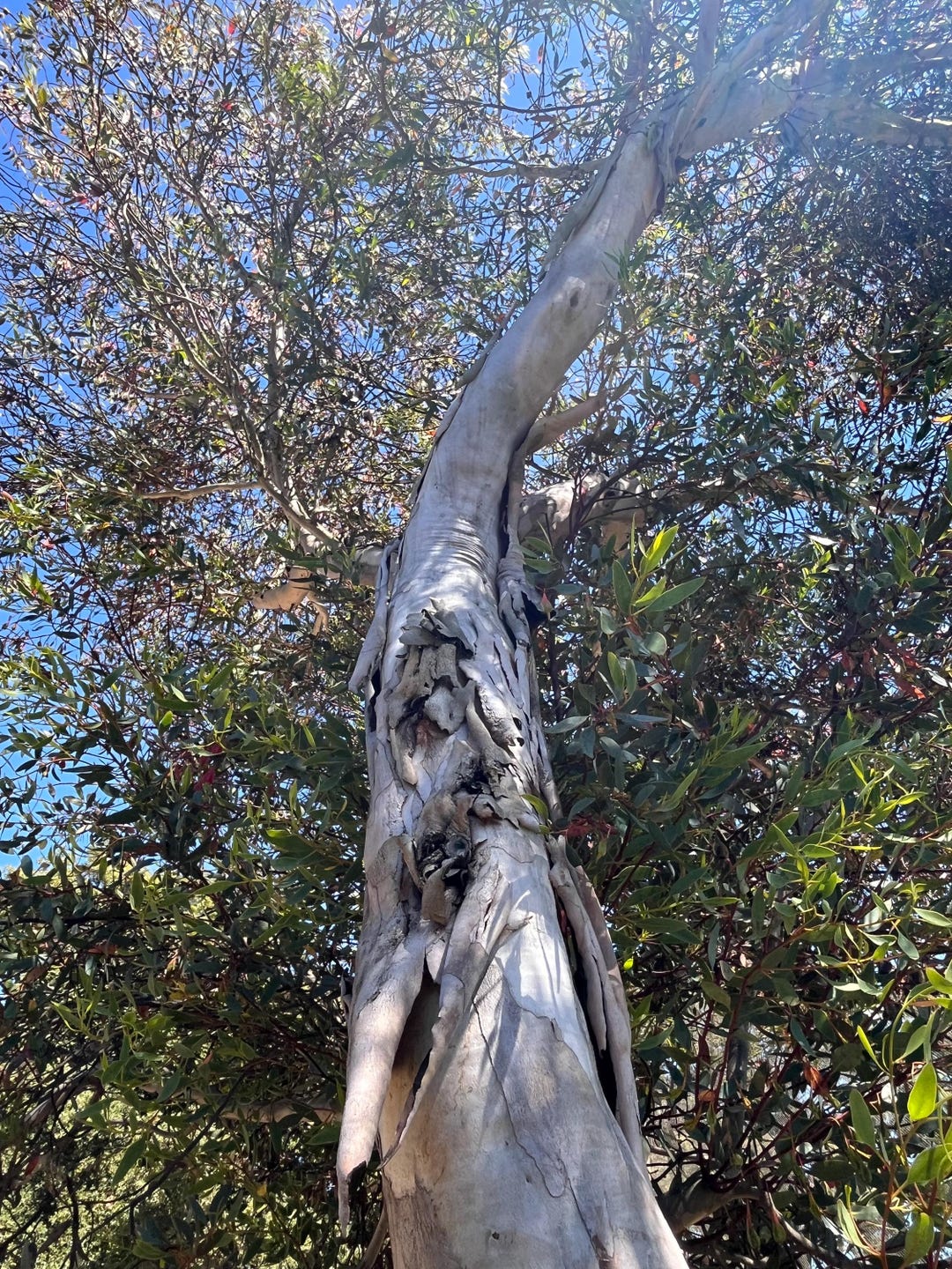 Eucalyptus Forrestiana Seeds - 'fuchsia Gum' - Flowering Australian ...