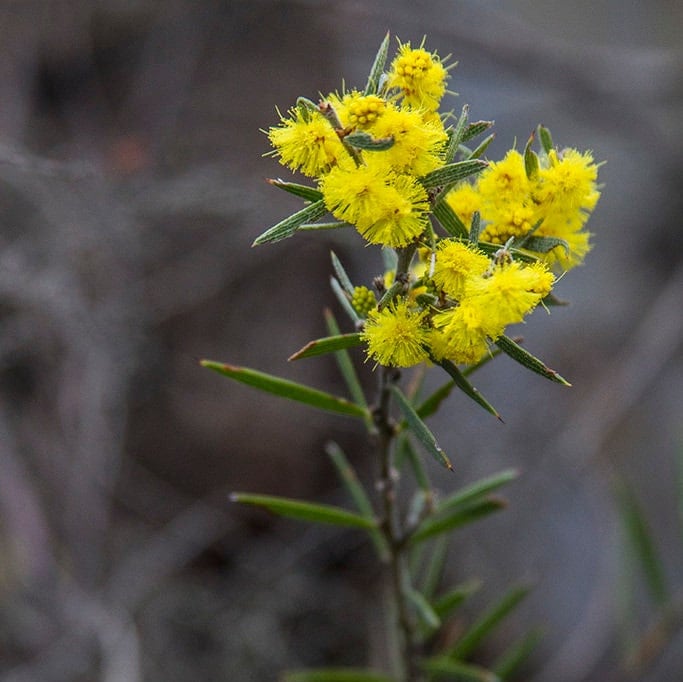 10 Acacia Rhigiophylla Seeds - "dagger Wattle" - Evergreen Australian ...