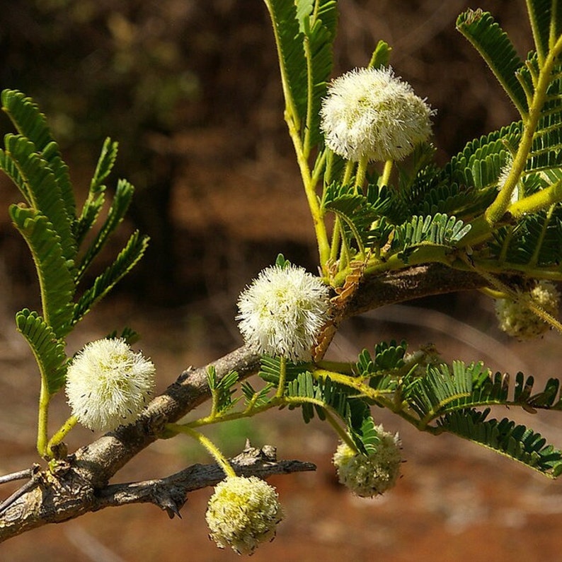 Paperbark Acacia Seeds (acacia Sieberiana Var. Woodii) - Etsy