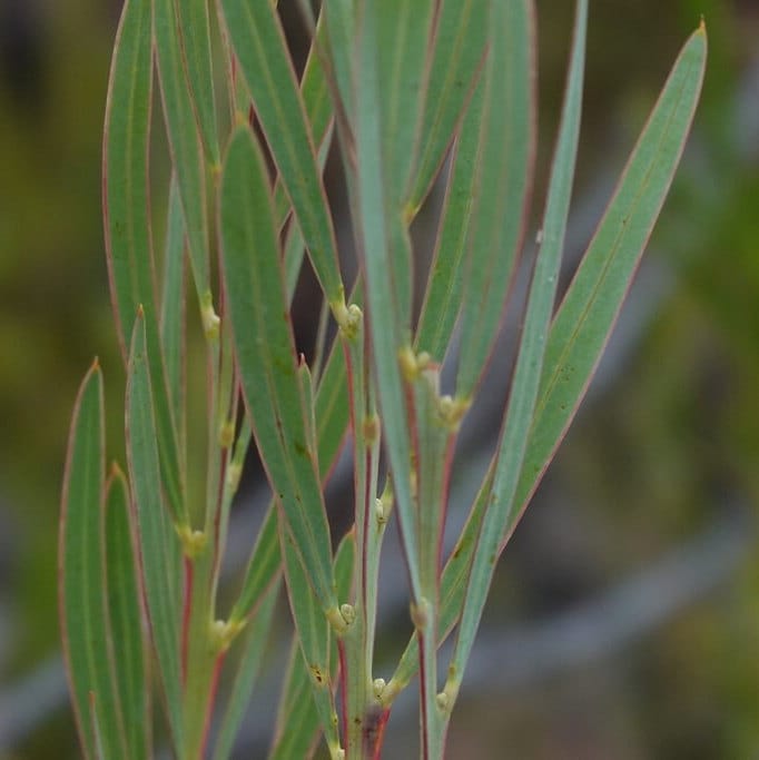 Acacia Suaveolens Seeds sweet Wattle Cold Hardy - Etsy