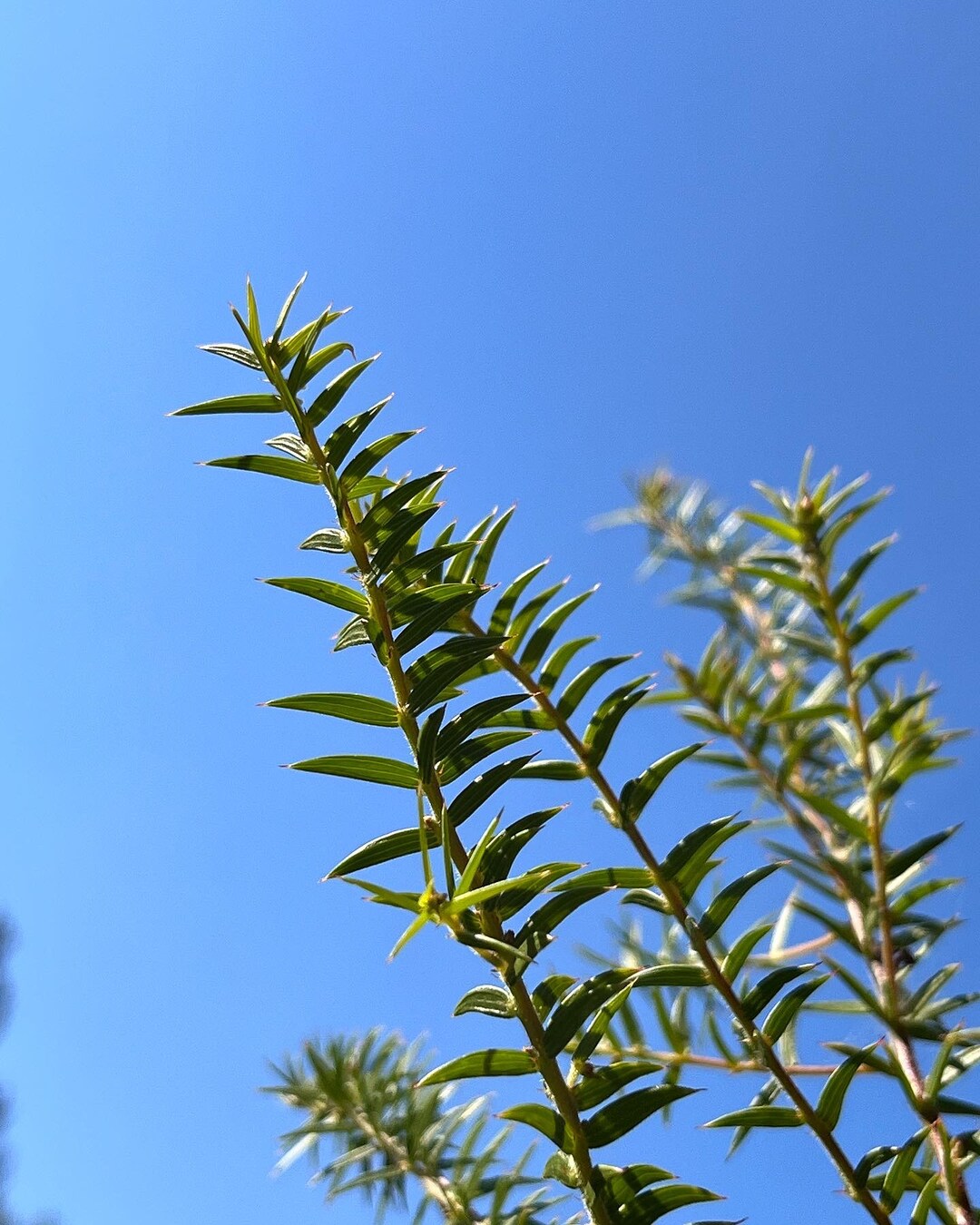 Acacia Oxycedrus Seeds - "spike Wattle" - Frost Hardy Evergreen ...