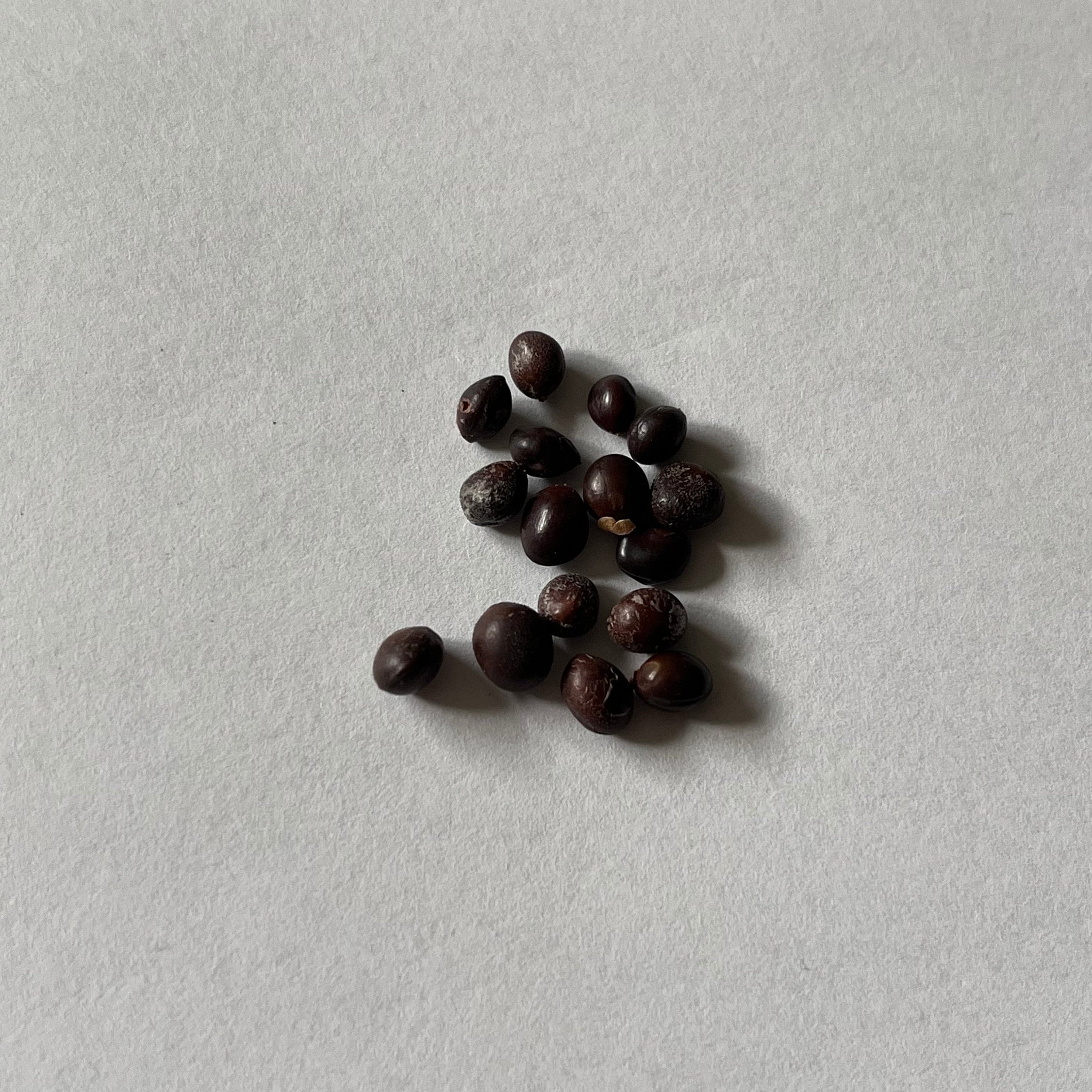 10 Acacia Inaequilatera Seeds kanyji Bush - Etsy
