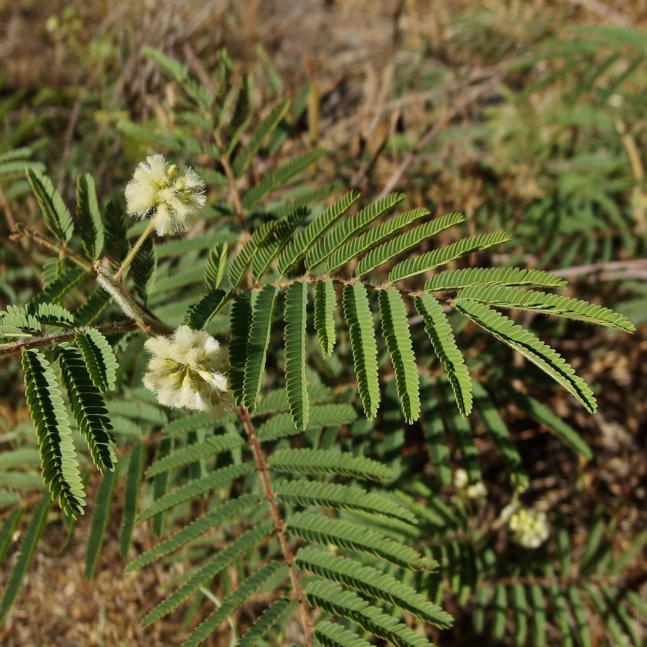 Acacia Angustissima Seeds 25-100 palo De Pulque, prairie Acacia Native ...