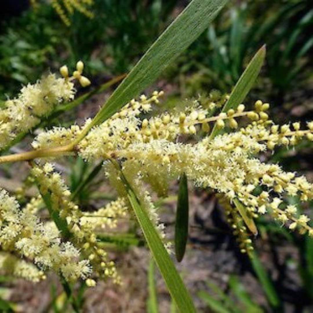 Acacia Floribunda Seeds - "sallow Wattle" - Australian Evergreen Tree ...