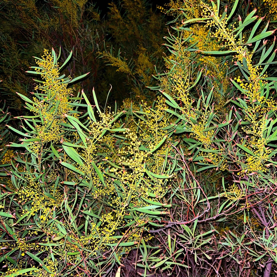 Acacia Rubida Seeds - "red-stem Wattle" - Etsy