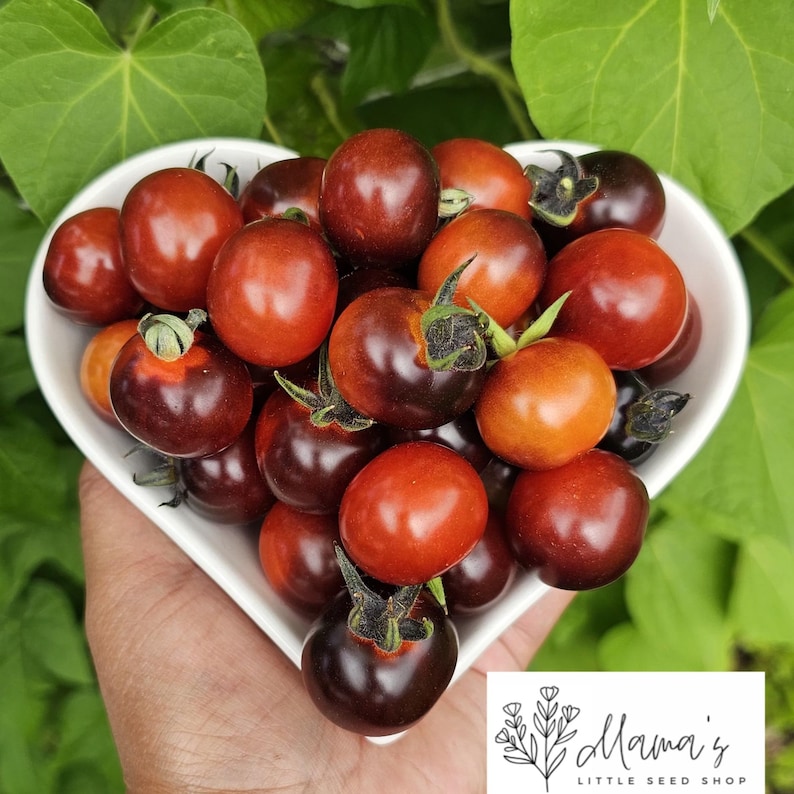 BLUE BERRIES | Unique Tomato Seeds | 20 Seeds | Open-pollinated ...