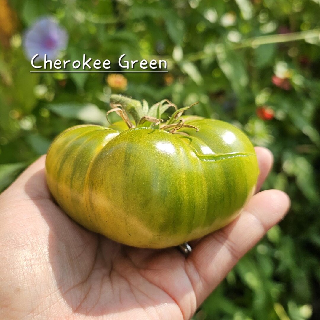 CHEROKEE GREEN | Unique Tomato Seeds | 20 Seeds | Open-pollinated ...