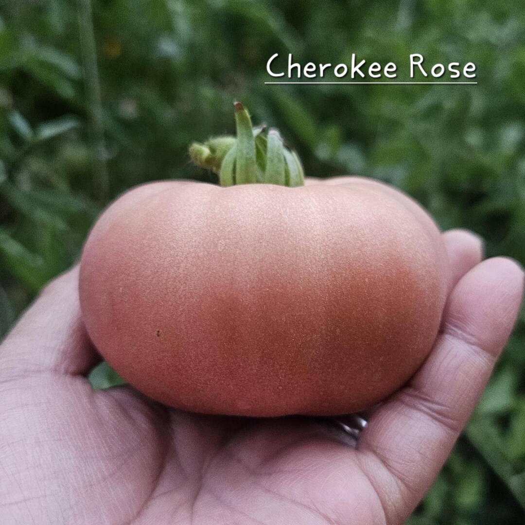 CHEROKEE ROSE | Unique Tomato Seeds | 20 Seeds | Open-pollinated ...